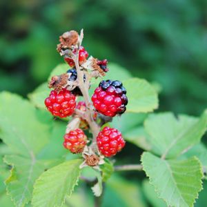 Northern dewberry (Rubus flagellaris) - PictureThis