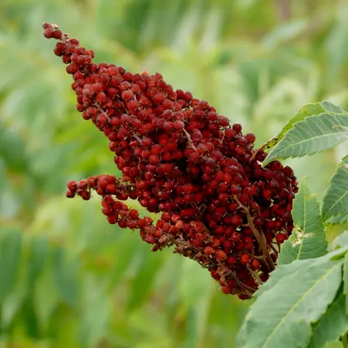 How to Plant and Grow Smooth sumac(Rhus glabra)
