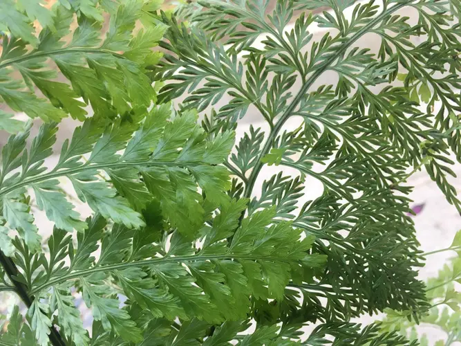 Pikopiko (Asplenium bulbiferum) - PictureThis