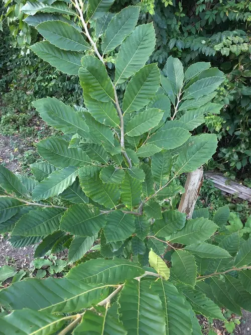 Allegheny chinquapin (Castanea pumila) - PictureThis