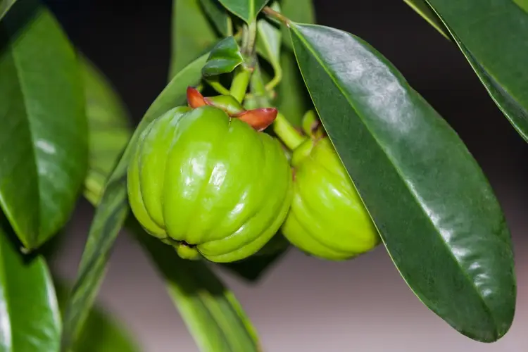Garcinia multiflora - PictureThis