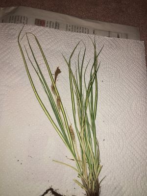 How to Grow and Care for Vernal sedge