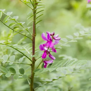 How to Prune True indigo