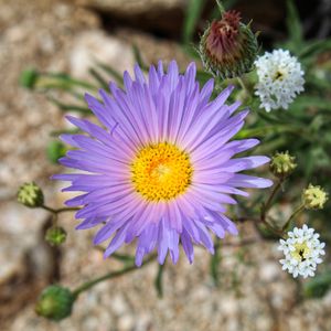How to Grow and Care for Pacific Aster