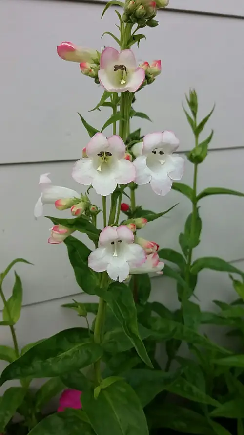 Penstemon hartwegii 'Arabesque Appleblossom' - PictureThis