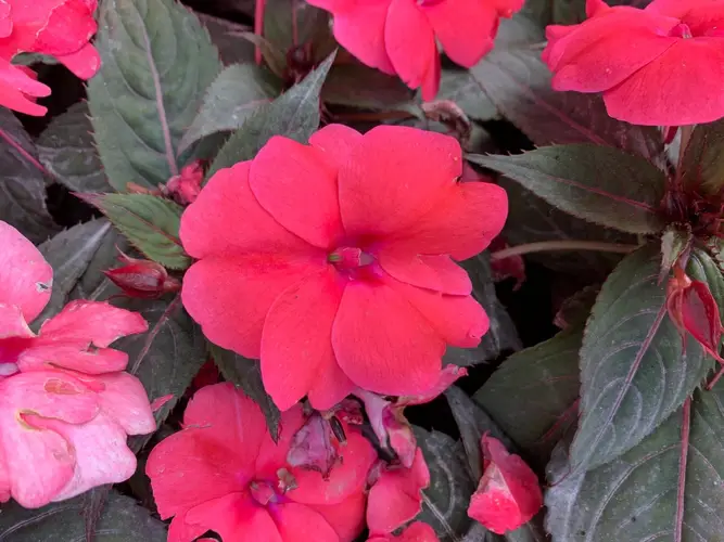 Impatiens 'Sunpatiens Compact Deep Rose' - PictureThis