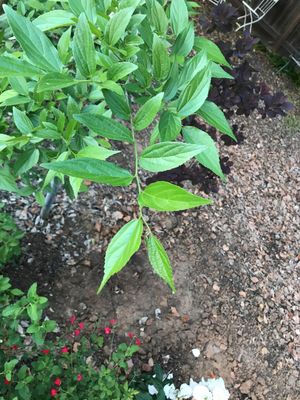 Almez de la India (Celtis tetrandra) - PictureThis