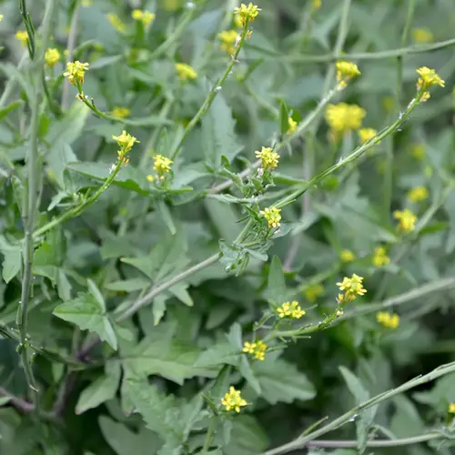 Erísimo (Sisymbrium officinale) - PictureThis