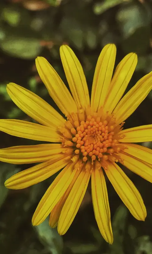 How to Plant and Grow Yellow ox-eye(Buphthalmum salicifolium)