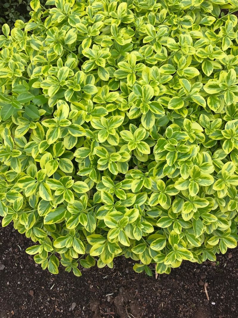 How Does Wintercreeper 'Gold Splash' Enhance Your Landscaping Aesthetics?