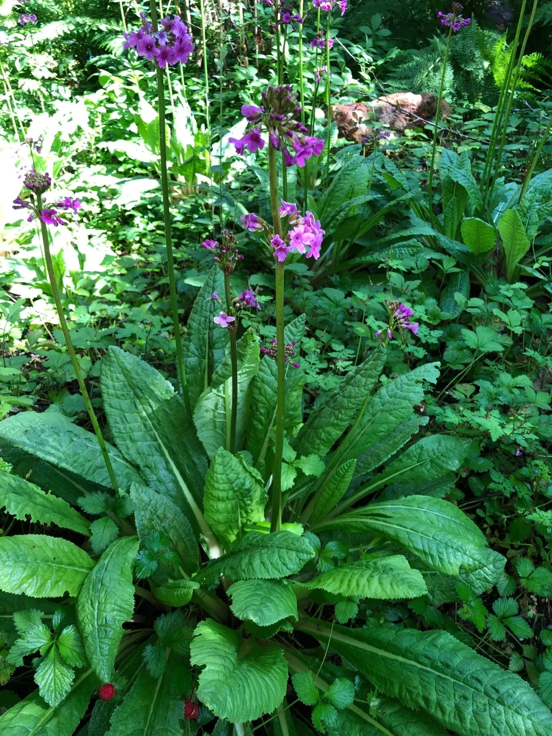🍀 How to Grow and Care for Candelabra primula