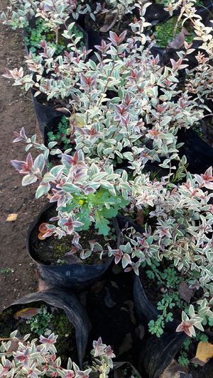 How to Grow and Care for Uñi