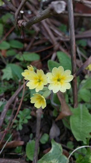 Bellorita encarnada - Primula elatior (Cuidado, Características, Flor ...
