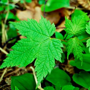 How to Grow and Care for Rocky mountain maple