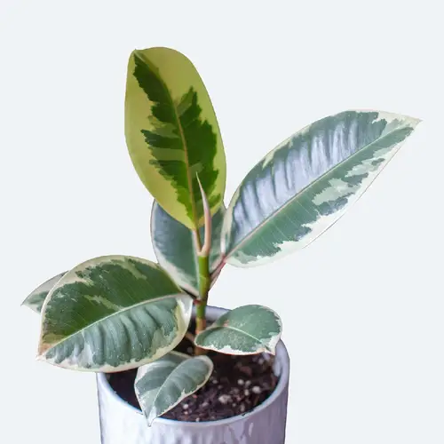 Ficus elastica 'Variegata' - PictureThis