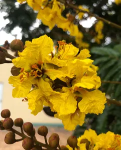 How to Propagate Yellow poinciana