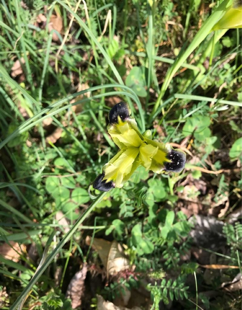 What Are Common Bulb iris Problems?