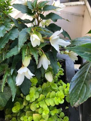 How to Grow and Care for Bolivian begonia 'Waterfall Encanto White'