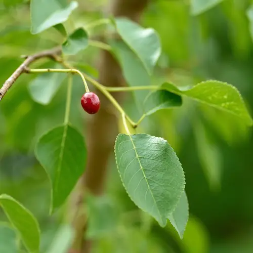 How to Plant and Grow Mahaleb cherry(Prunus mahaleb)