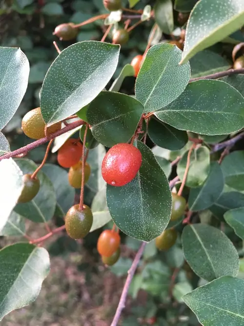 Cherry silverberry (Elaeagnus multiflora) Flower, Leaf, Care, Uses ...
