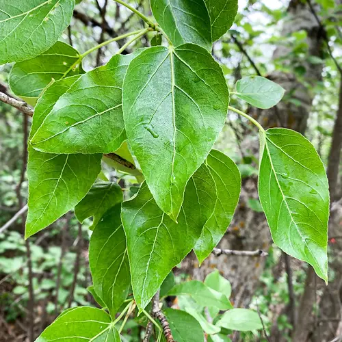 Álamo balsámico (Populus balsamifera) - PictureThis