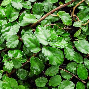 Cómo cultivar y cuidar una Procris repens