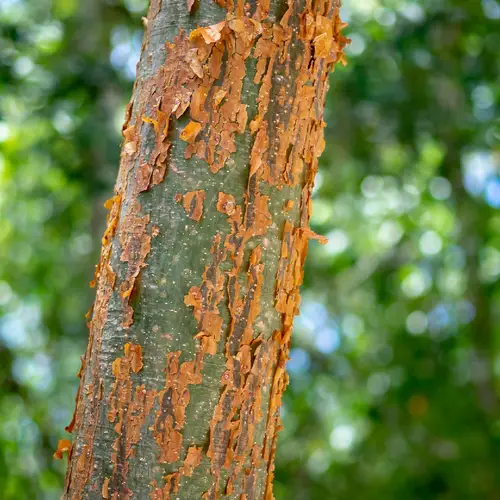 How to Plant and Grow Gumbo limbo(Bursera simaruba)
