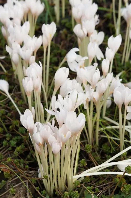 Colchicum speciosum 'Album' - PictureThis