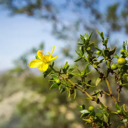 How to Plant and Grow Creosote bush(Larrea tridentata)