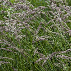 Yorkshire Fog - Holcus lanatus (Taxonomy, Characteristics, Invasive ...