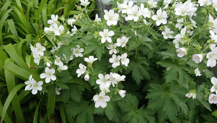 Geranium sylvaticum 'Album' - PictureThis