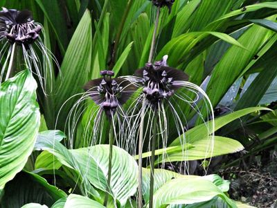 Black bat flower - Tacca chantrieri (Care, Characteristics, Flower, Images)