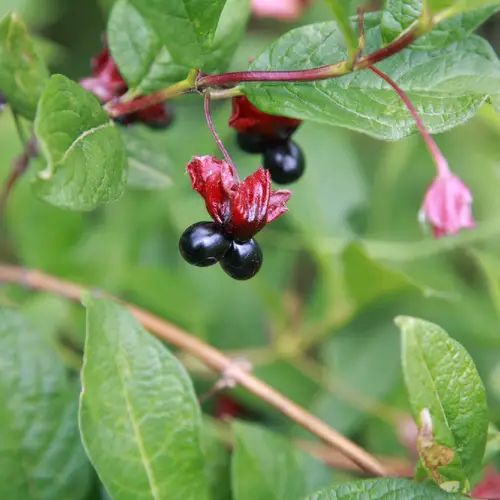 Twinberry honeysuckle (Lonicera involucrata) Flower, Leaf, Care, Uses ...
