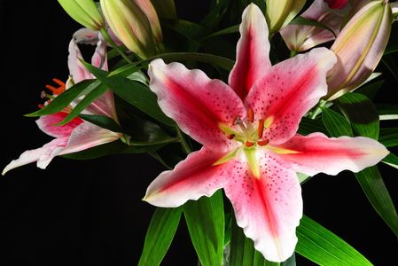 How to Grow and Care for Lilies 'Starlight Express'