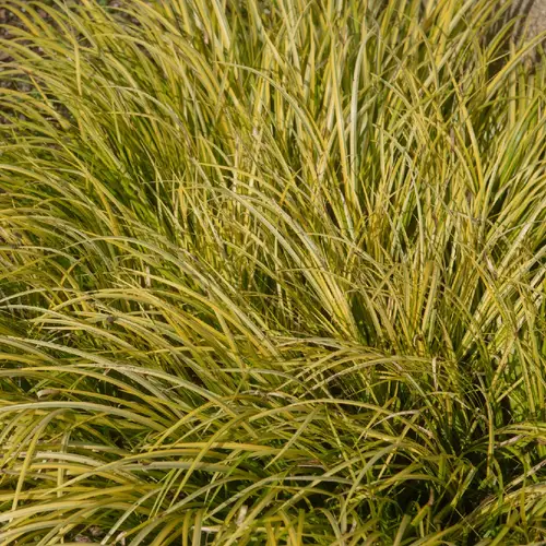 Cálamo cubierta de hierba de hojas (Acorus gramineus) - PictureThis