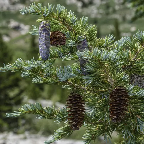 Mountain hemlock Care (Watering, Fertilize, Pruning, Propagation ...