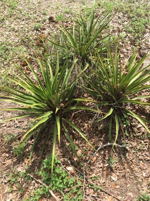 How to Grow and Care for Twisted-leaf Yucca