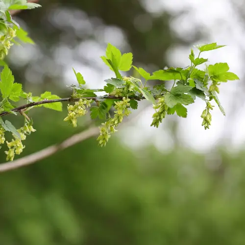 Grosella negra americana (Ribes americanum) - PictureThis