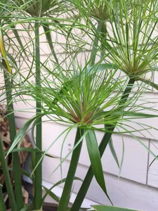 How to Prune Papyrus sedge 'Prince Tut'