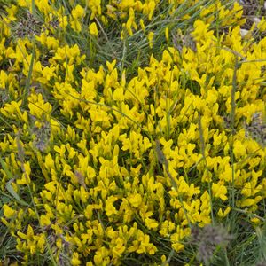 Falso índigo amarillo (Baptisia tinctoria) - PictureThis