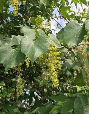 How to Grow and Care for Graybark grape