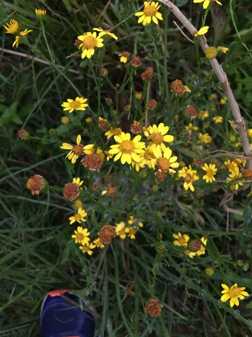Marsh ragwort (Jacobaea aquatica) Flower, Leaf, Care, Uses - PictureThis
