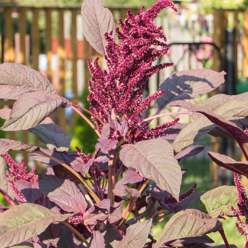 How Can Prince's feather Enhance Your Garden Landscape?