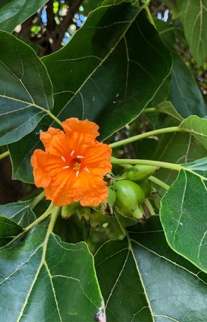 Kou - Cordia subcordata (Care, Characteristics, Flower, Images)