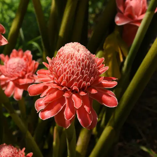 How to Plant and Grow Torch Ginger(Etlingera elatior)