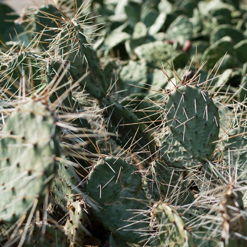 Tulip prickly pear Problems: Causes & Solutions