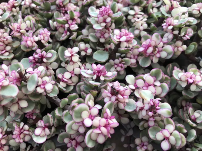 How to Plant and Grow Rainbow elephant bush(Portulacaria afra 'Variegata')