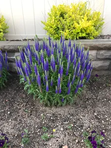How to Prune Spiked speedwell 'Wizard of Ahhs'
