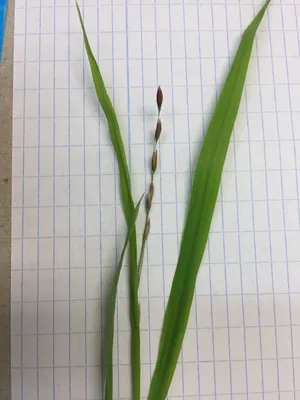 🍀 How to Grow and Care for Wood melick