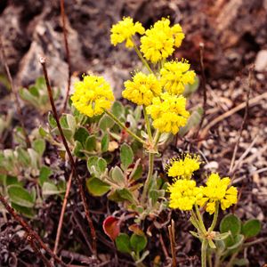 Alforfón de flor de azufre (Eriogonum umbellatum) - PictureThis